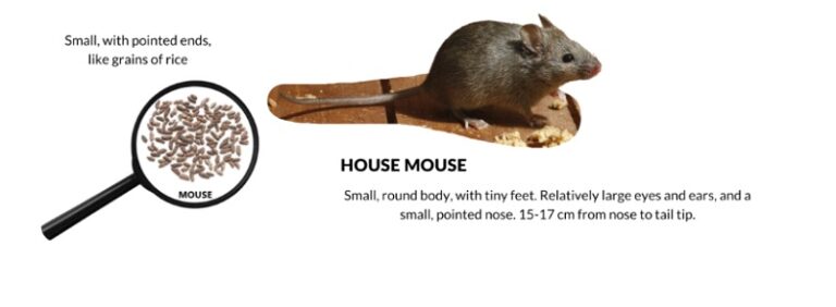 Rodent Control in Farming & Feed Mills